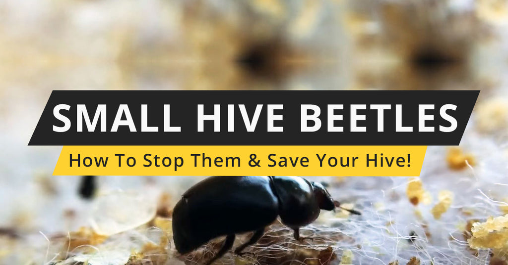 How to Kill Small Hive Beetles – Galena Farms