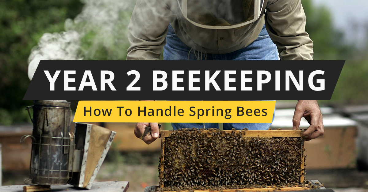 Second Year Beekeeping: How to Handle Your Spring Bees – Galena Farms