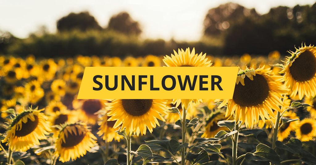 Sunflower Facts & Planting | August Flower of the Month for Beekeepers ...