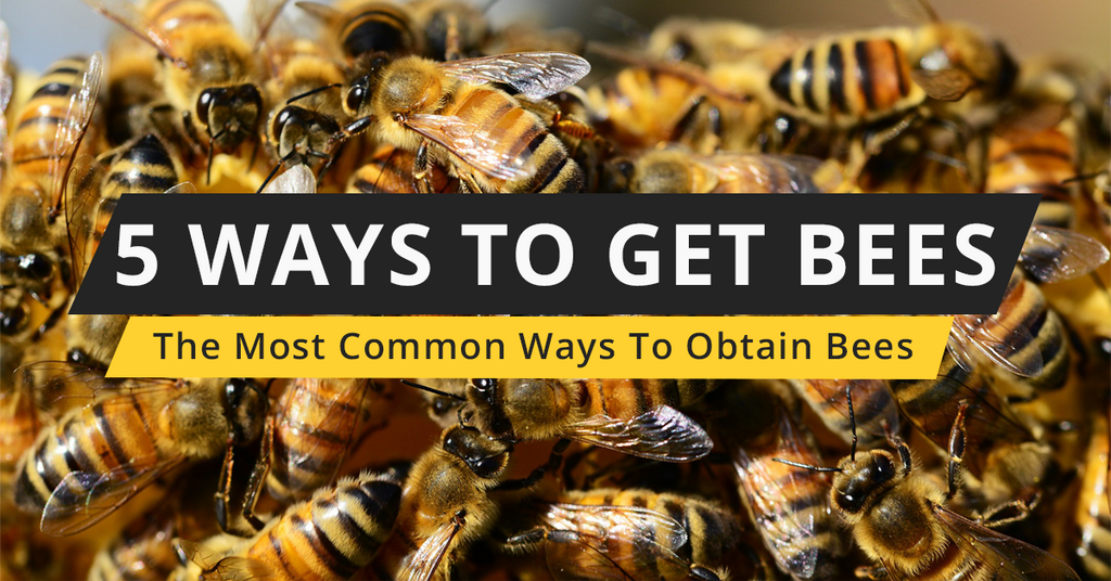 Where Should I Get My Bees? – Galena Farms