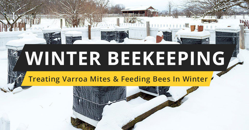 Winter Beekeeping: Treating Varroa Mites & Feeding Bees In Winter ...